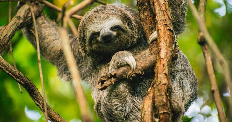 Costa Rica i kamp mod selfies med vilde dyr