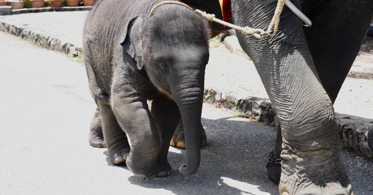 Stop udnyttelsen af elefanter i Thailand