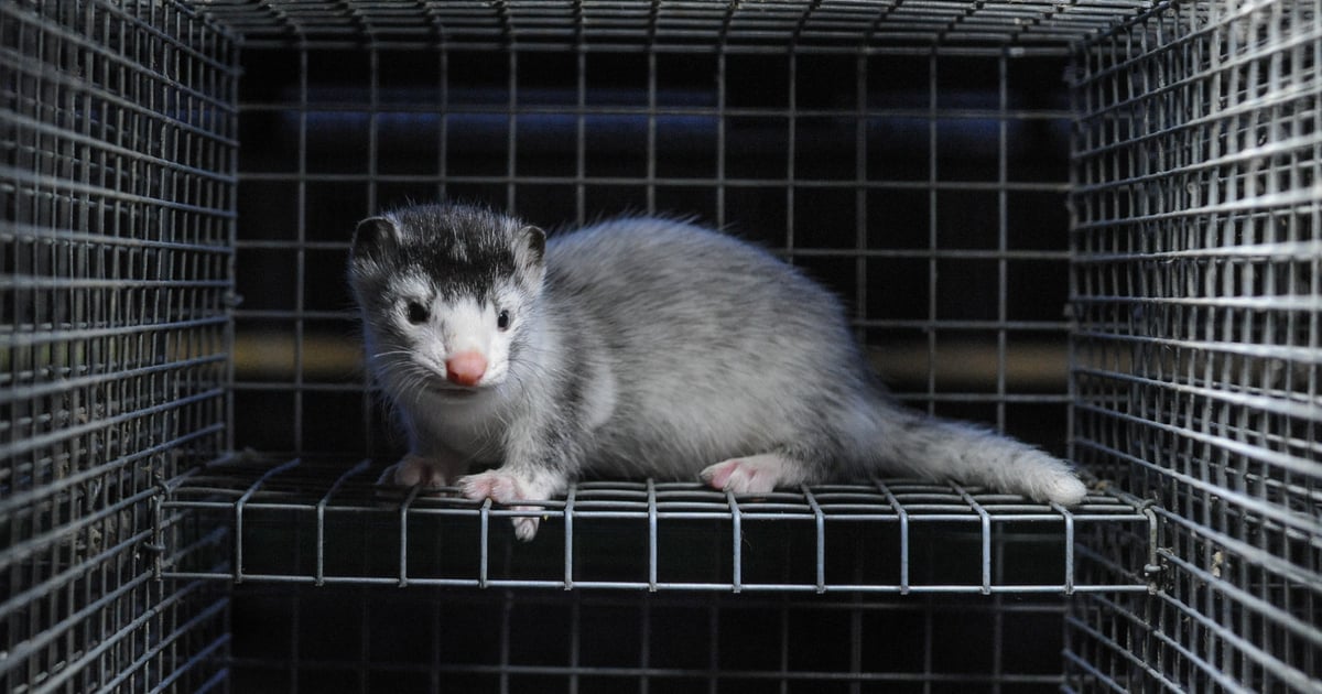 Tusindvis af mink lider stadig i Danmark