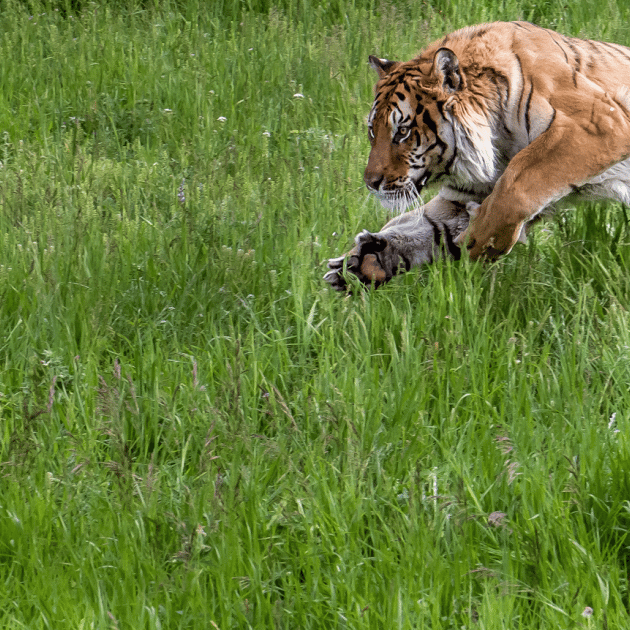 En sejr for tigerne i New York